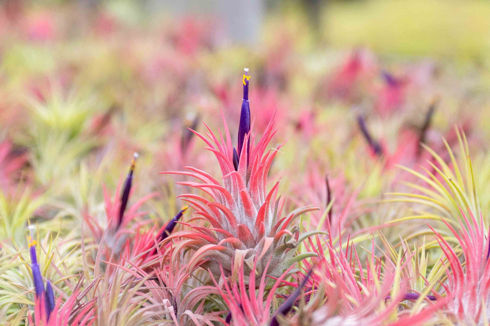 What are Hydric, Mesic and Xeric Air Plants?