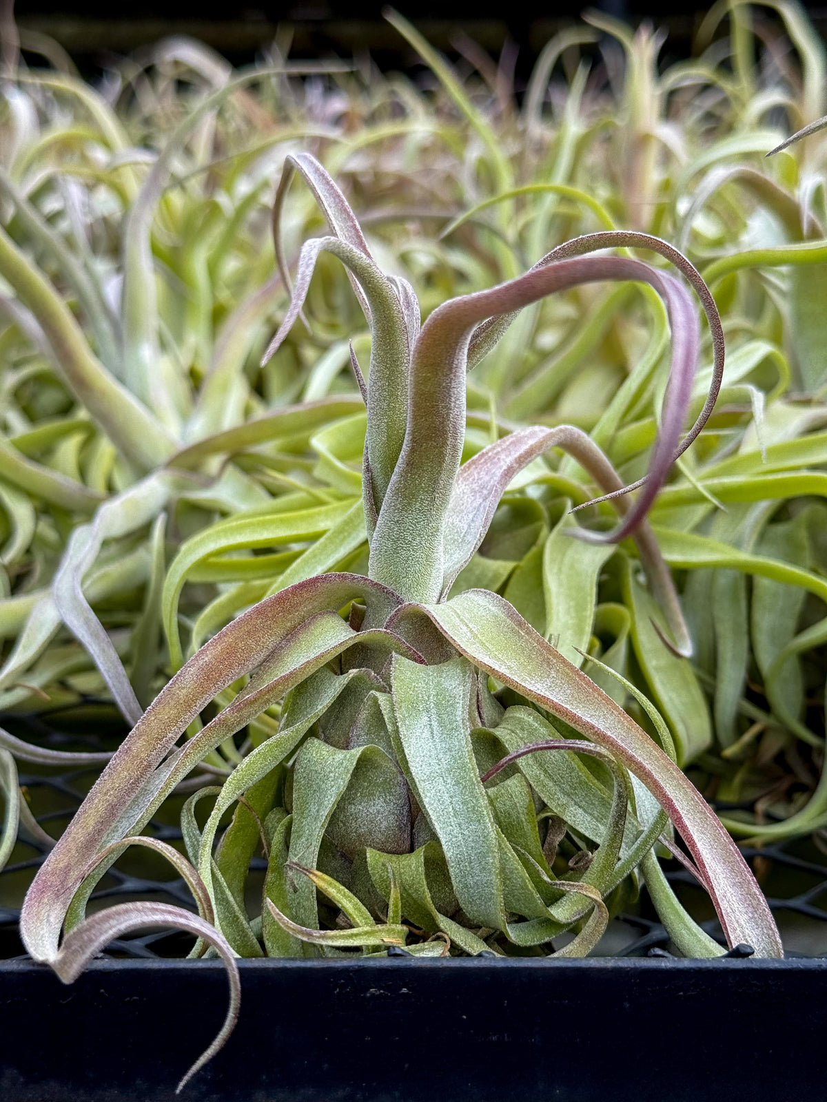 Shop Small Air Plant & Tillandsia for Terrariums｜Displays｜Gifts