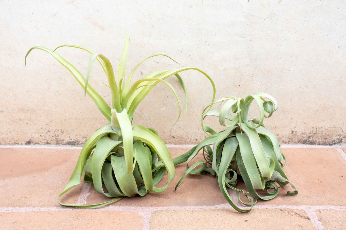 Shop Large, Rare & Specialty Air Plants & Tillandsia for Collectors